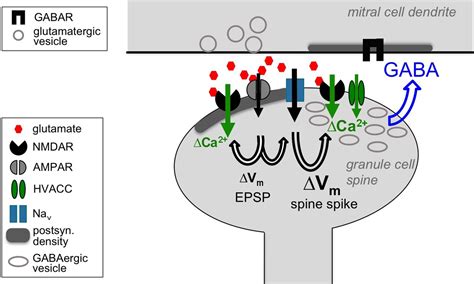 Presynaptic Nmdars Cooperate With Local Spikes Toward Gaba Release From The Reciprocal Olfactory