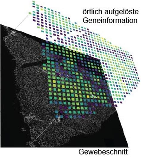 Making Rare Cell Types Visible Researchers Are Developing A New Method