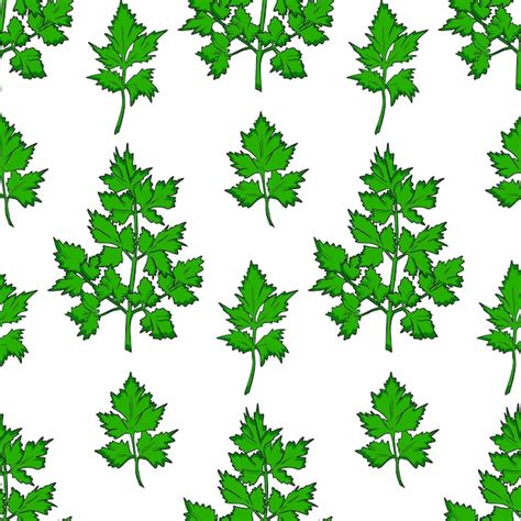 Premium Vector Fresh Green Parsley Leaves On White Background