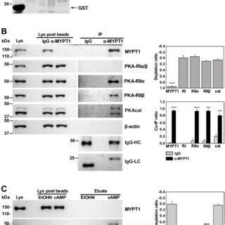Interaction Of MYPT1 With PKA In Platelets And HUVECs A Affinity