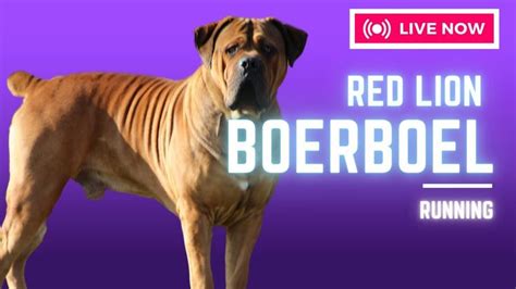 Giant Red Lion Bully Boerboel Runs To Mom And Dad Boerboel African