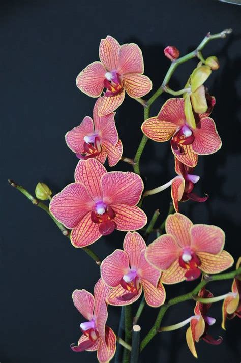 Orchid Photo Orchid Canvas Orchid Print Orchid Art Purple Orchid