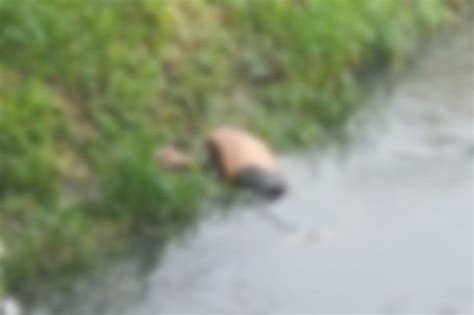 Corpo De Morador De Rua é Encontrado Em Igarapé No Centro De Manaus
