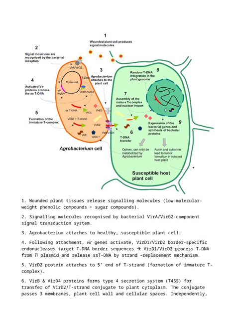Docx Notes On Agrobacterium Infection Dokumen Tips