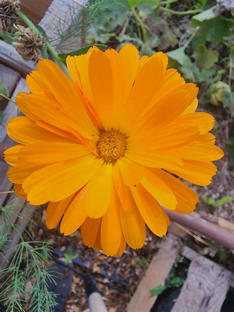 Calendula Mix Wandering Bee Farm