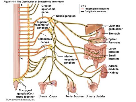 PPT 16 Neural Integration II The Autonomic Nervous System And Higher Order Functions