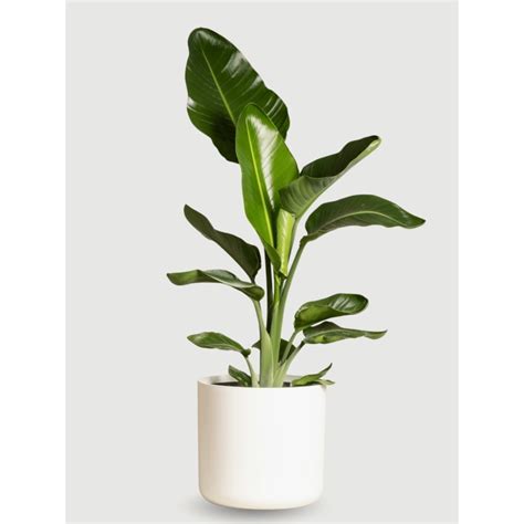 Strelitzia Nicolai White Bird Of Paradise Large Indoor Tree