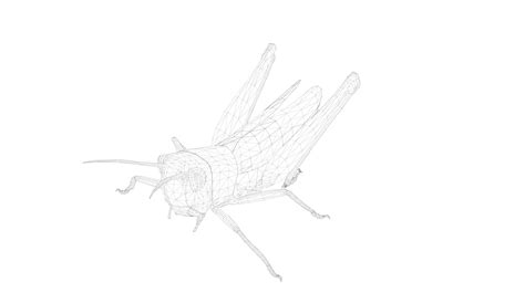 3d Grasshopper Model Turbosquid 2078170
