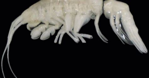 Nuevo Depredador Emerge Del Fondo Del Océano En Perú Y Chile Descubren