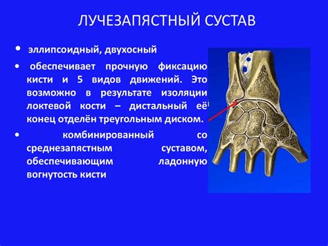 Морфофункциональная характеристика скелета и аппарата движения конечностей презентация онлайн