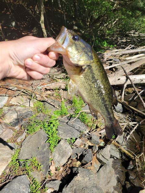 Finally Catching Some Bass Thank You Wacky Rig Rfishing