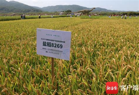 516个新品种水稻！三亚水稻公园上演“水稻秀”澎湃号·政务澎湃新闻 The Paper