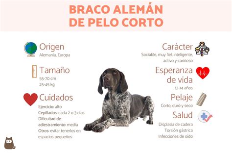 Cuánto puede crecer un Braco de Saint Germain Blog de ADOPTA un Animal