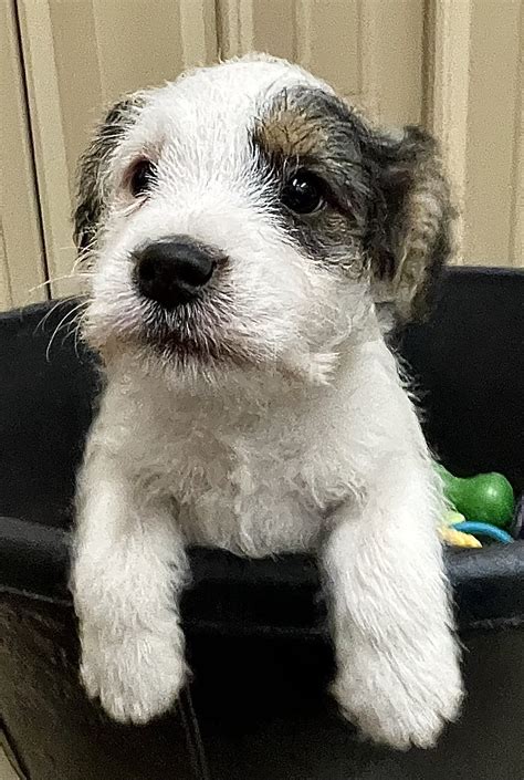 Mona Male Duke S Legacy Jack Russell Terriers