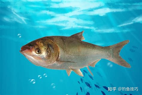 初秋钓鲢鳙的5个要领，钓鲢鳙最后的狂口期 知乎