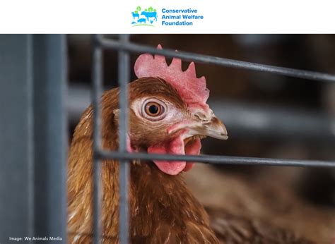Conservative Animal Welfare Foundation Deeply Concerned Over