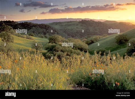 Green Valley And Grassland With Hillsides Covered In Oak Trees On Mount
