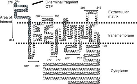 Development Of Adiponectin Receptor C Terminal Fragment Bioassays