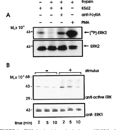 Figure 1 From Dependence Of Both Spontaneous And Antibody Dependent