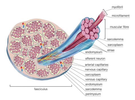 Endomysium Of Skeletal Muscle