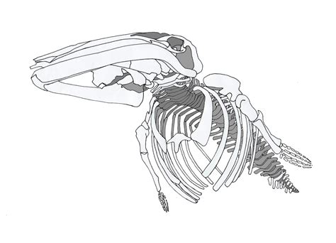 Sperm Whale Line Drawing At Explore Collection Of