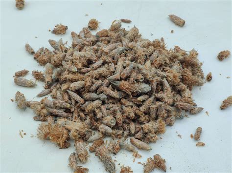 Pin Sylvestre Bio En Vrac Pour Infusion Herboristerie Sammut