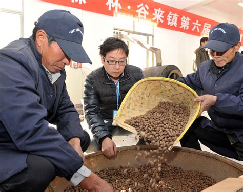浙江嵊州举行香榧文化节 浙江工人日报网