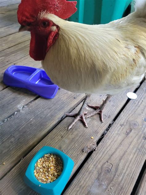Spoiled Little Brat Rbackyardchickens