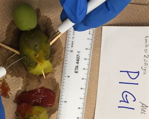 pickle dissection lab