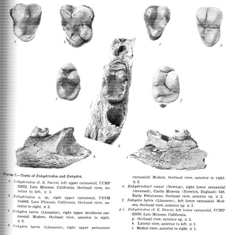 The Coastal Paleontologist The Terrible Fossil Record Of Sea Otters