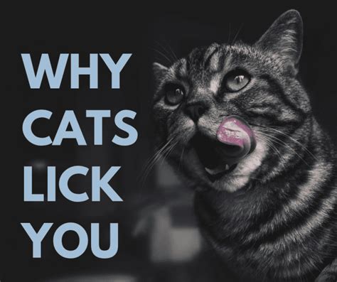 5 Reasons Why Cats Lick Their Owners Pethelpful