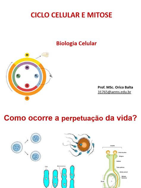 Ciclo Celular E Mitose Pdf Mitose Meiose