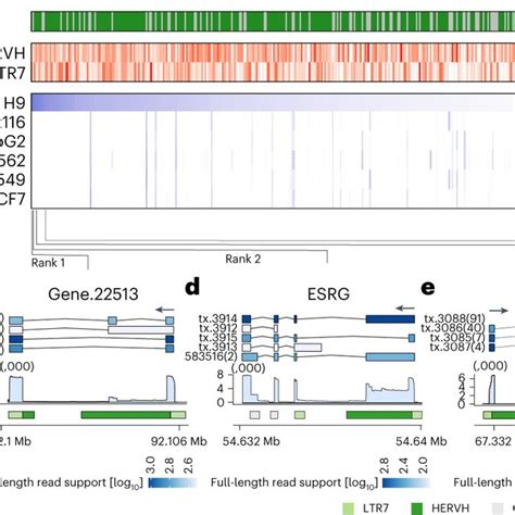 Bambu Enables The Discovery And Quantification Of Highly Repetitive