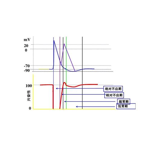 兴奋性的周期变化百度百科
