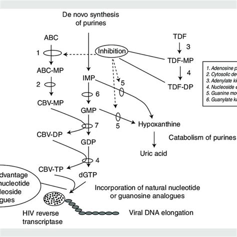 Classification Of Nucleosidenucleotide Analogues Used As Antiviral