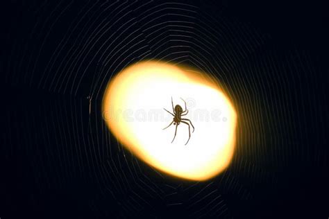 Spider Sitting On A Web At Night Under The Light Of A Lantern Stock Image Image Of Fear