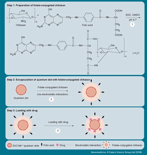 Full Article Quantum Dots For Tumor Targeted Drug Delivery And Cell