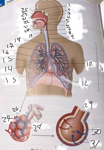 Chapter 5 Flashcards Quizlet