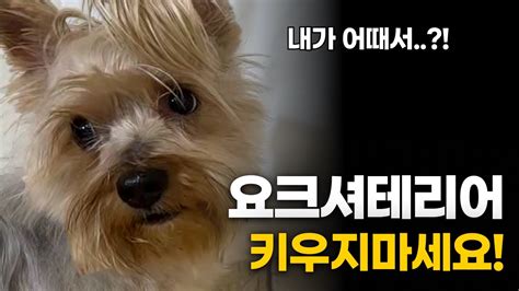 요크셔테리어 키우기 전에 꼭 봐야할 영상 Youtube