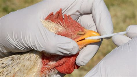 A Desperate Need — New Avian Influenza Rapid Molecular Test In The