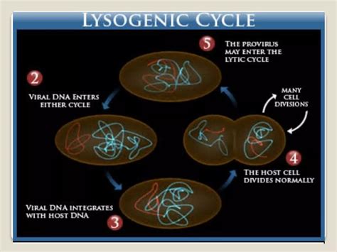 Bacteriophage Life Cycle Pptx