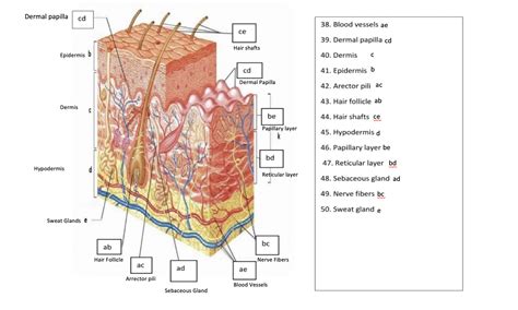Layers Of The Dermis Papillary And Reticular