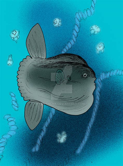 Mola Alexandrini By Avancna On Deviantart