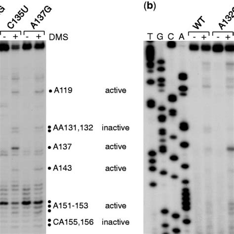 In Vitro Cotranscriptional And In Vivo Structure Probing A Rna Was Download Scientific