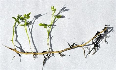 Rhizome Definition Function And Examples Biology Dictionary