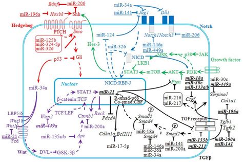 Hedgehog Notch Wnt And Tgf B Signaling Pathways Showing Mrnas And The