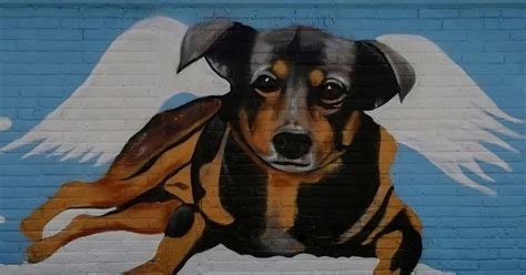 Dopo Un Dolore Enorme E Un Gesto Crudele Hanno Dedicato Un Murales A Questo Cane