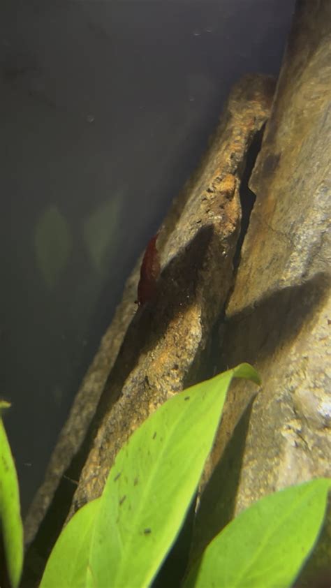 Help Identifying Shrimp R Shrimptank