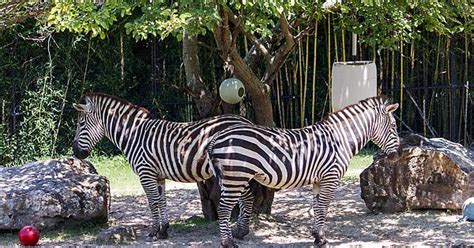 Palindrome Zebra Album On Imgur