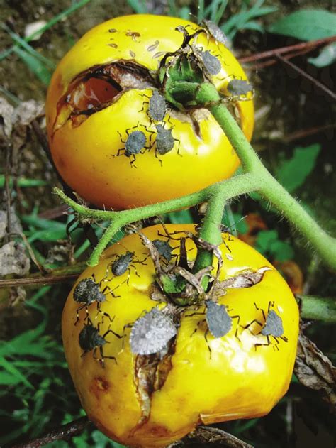 Comment se débarrasser des punaises de jardin Astuces